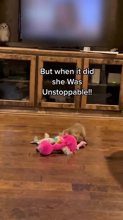 Person Rescues and Tends to Wounded Fox Before Releasing Her Back in ...