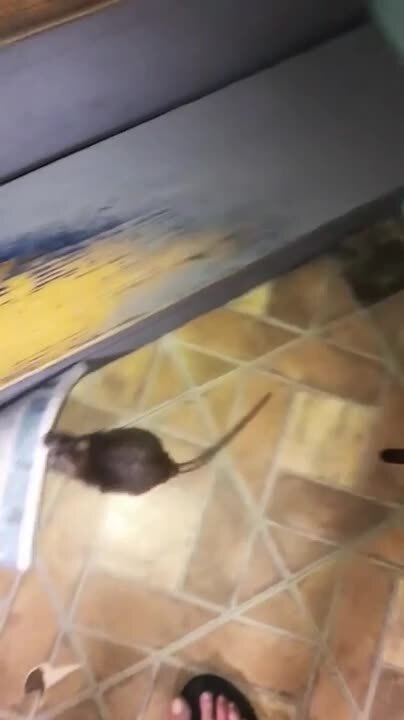 Rat Attempts to Climb Stairs With Newspaper in Her Mouth But Fails ...