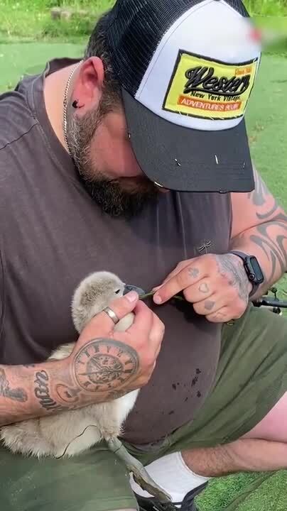 Man Rescues Choking Baby Swan | Jukin Licensing