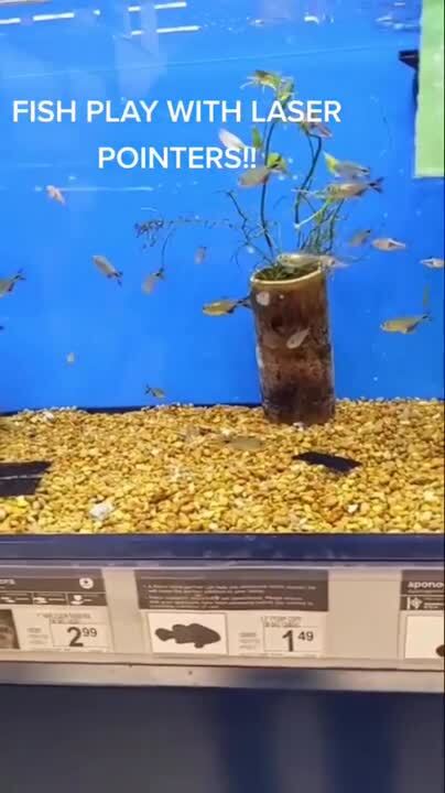 Fish in Tank Chase Lazer Beam | Jukin Licensing