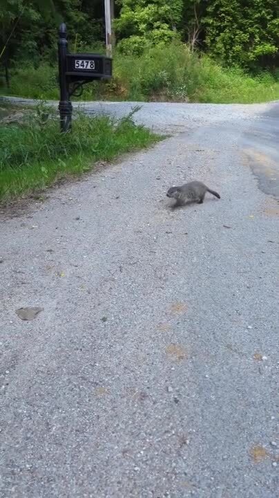 Groundhog Attacks Person as She Attempts to Get Them Off Road | Jukin ...