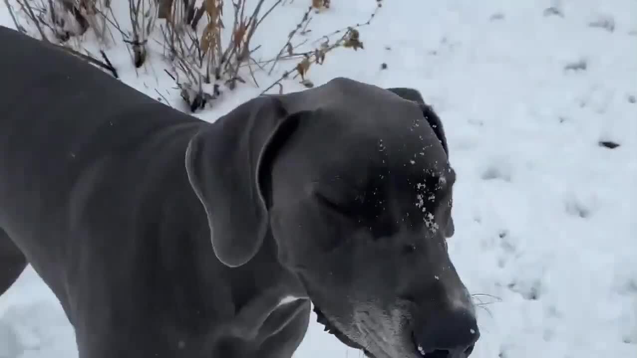 Great Danes Playing in Backyard After Season's First Snowfall | Jukin ...
