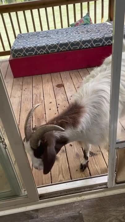Goat Opens Sliding Glass Door With Their Head | Jukin Licensing