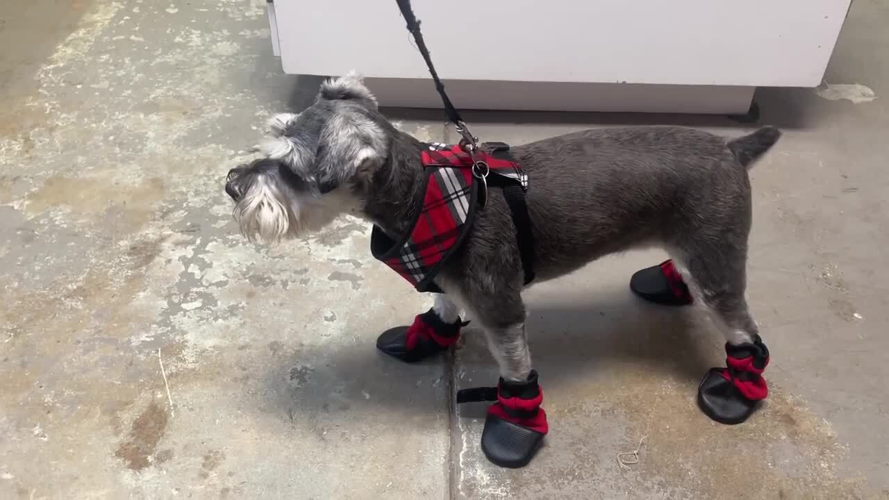 Dog Is Perplexed After Wearing Shoes | Jukin Licensing