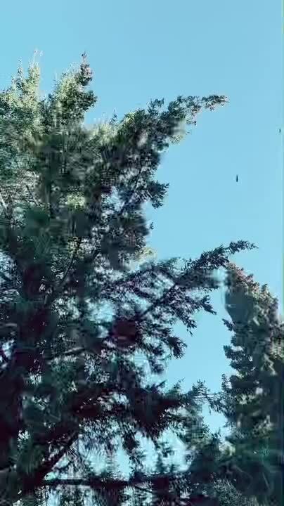 Squirrel Throws Nuts at Woman From Top of Tree | Jukin Licensing