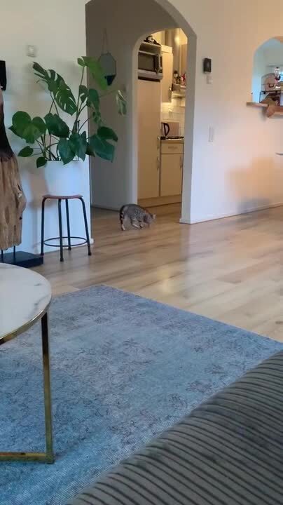 Cat Slips on Freshly Mopped Floor | Jukin Licensing