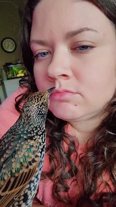 Pet Starling Bird Playfully Pecks on Owner's Face | Jukin Licensing