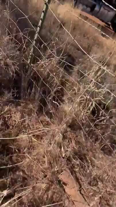 Deer Gets Rescued After Getting Her Leg Stuck in Wired Fence | Jukin ...