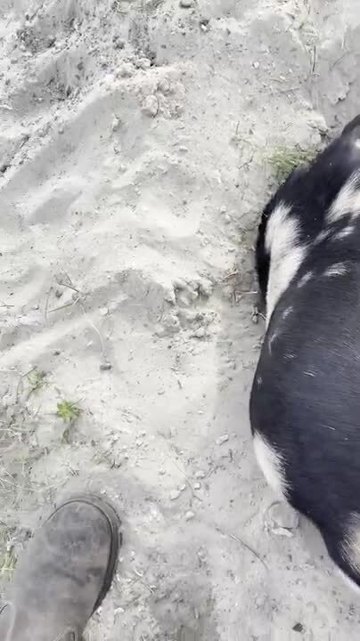 Person Rescues Goat Stuck in Hole | Jukin Licensing