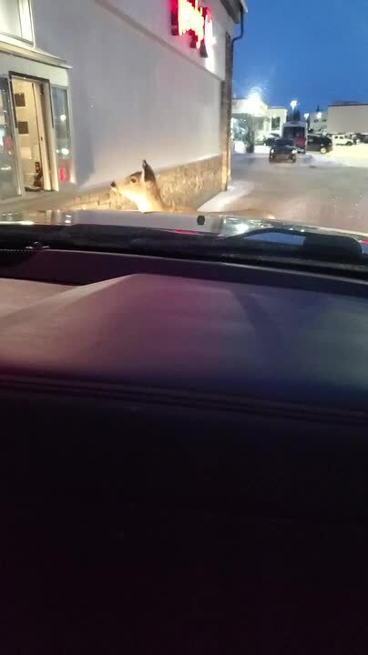 Deer Walks up to Drive-Thru Window | Jukin Licensing