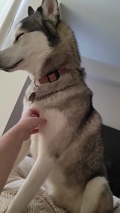 Husky Wakes Up Owner and Demands Chest Rubs | Jukin Licensing