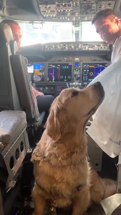 Dog Sits Inside Airplane Cockpit | Jukin Licensing