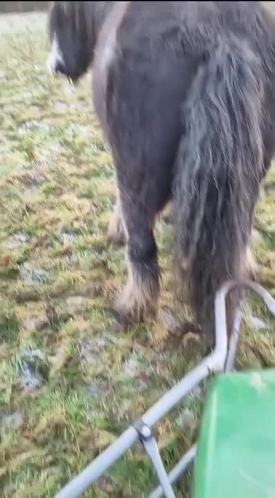 Pony Knocks Over Wheelbarrow While Scratching Their Butt | Jukin Licensing