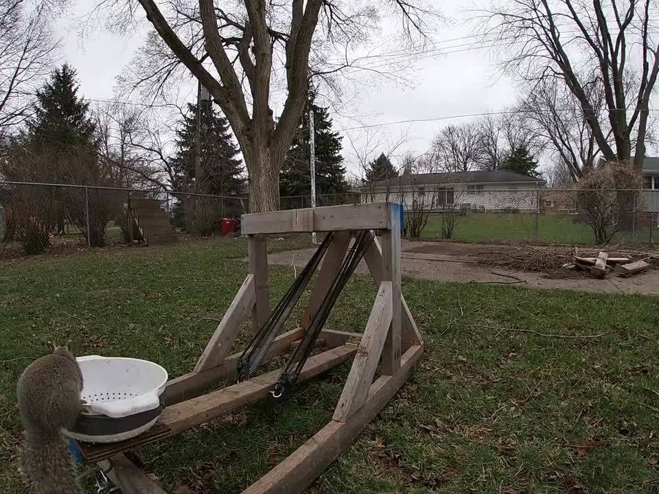 Catapult Launches Squirrel in Air After Luring Them in | Jukin Licensing
