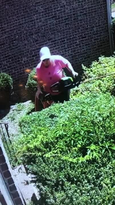 Woman Falls Off Ladder When Snake Bites Her While Trimming Bushes ...