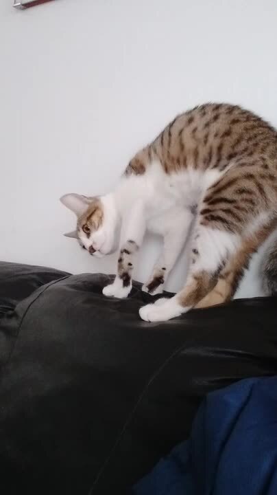 Cat Acts Funny While Walking on Couch | Jukin Licensing
