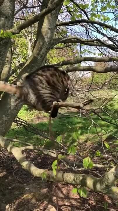 Cat Loses Balance on Narrow Tree Branch and Falls | Jukin Licensing