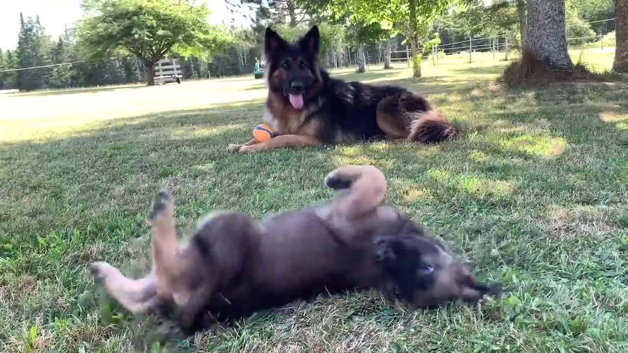 German Shepherd Puppy Barks and Rolls on Grass | Jukin Licensing