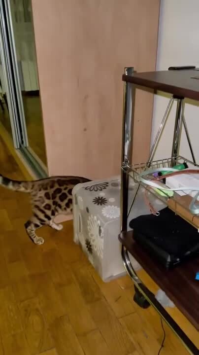 Naughty Cat Falls off Table While Rummaging Through Box | Jukin Licensing