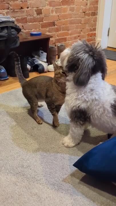 Fellow Pet Dog and Cat Fight Playfully | Jukin Licensing