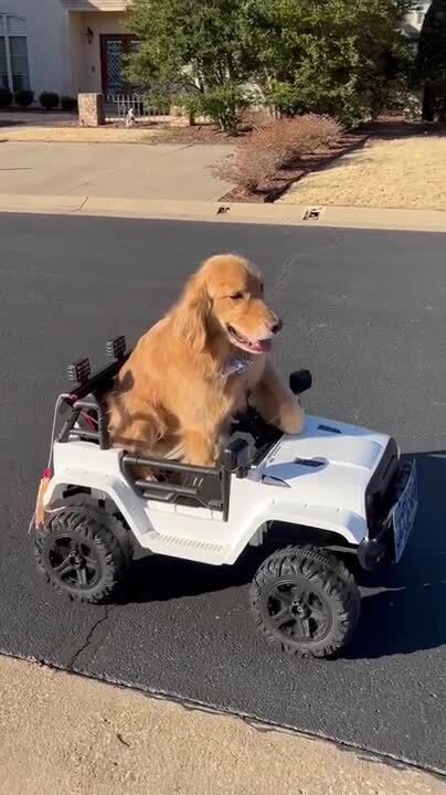 Adorable Dog Drives His Miniature SUV | Jukin Licensing