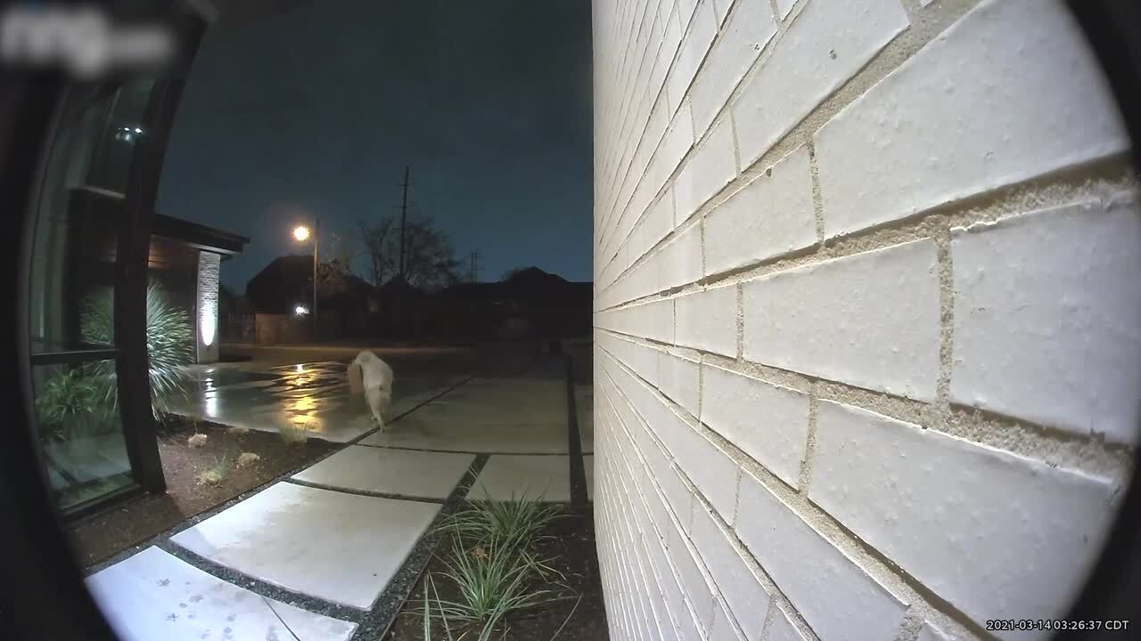 Sneaky Dog Steals Box From Front Porch in Homeowners' Absence | Jukin ...