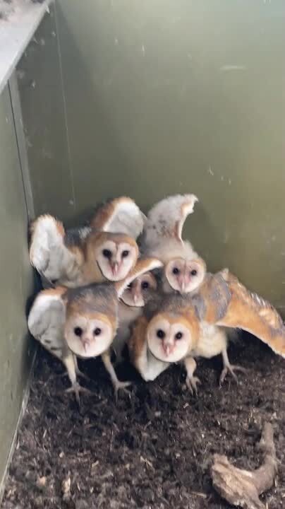 Scared Group of Baby Owls Stick Together as Strangers Visit Them ...