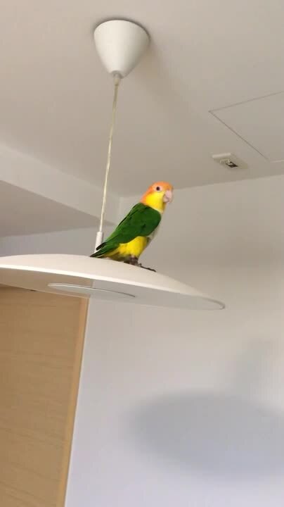 Parrot Taps Away on Light Fixture | Jukin Licensing