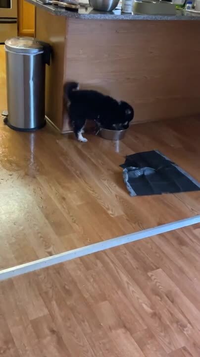 Husky Pup vs. Water Bowl | Jukin Licensing