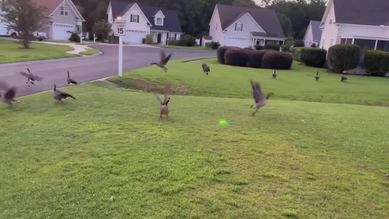 Man Uses Green Laser Pointer to Scare Geese Away From Front Yard ...