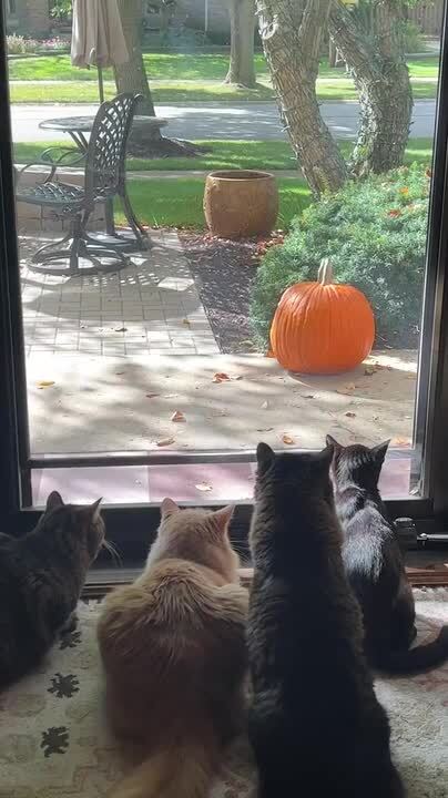 Cats Look Hilarious as They Fixedly Stare at Squirrel | Jukin Licensing
