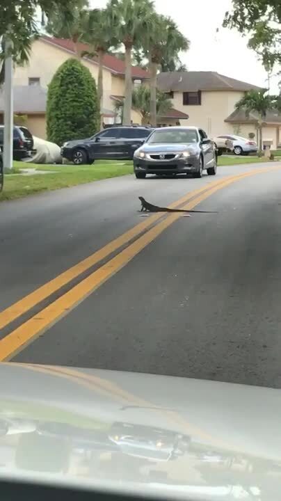 Lizard Uses Lightning Fast Reflexes to Avoid Car | Jukin Licensing