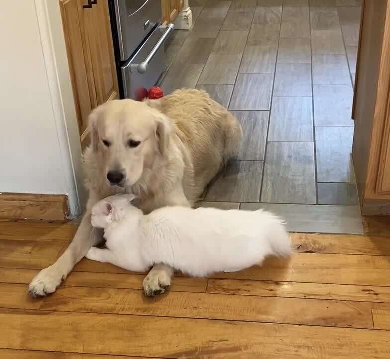 Kitty Nuzzles into Canine Best Friend | Jukin Licensing