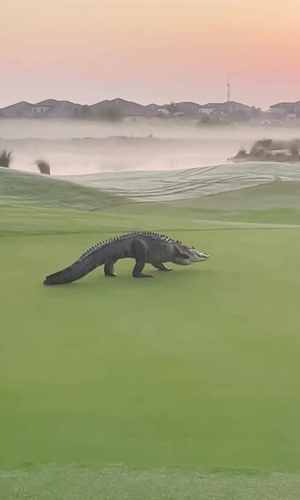 Three-Legged Alligator Walking Under Sunrise | Jukin Licensing
