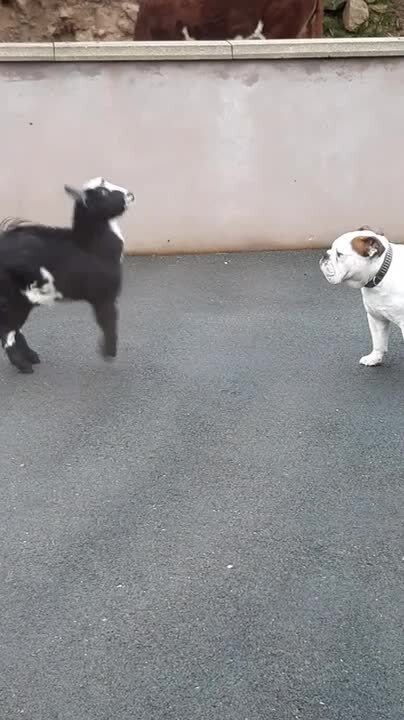 Bulldog and Goat Make Best Buddies | Jukin Licensing