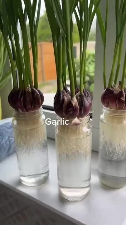 Person Shows How to Regrow Garlic at Home Using Hydroponic Method ...
