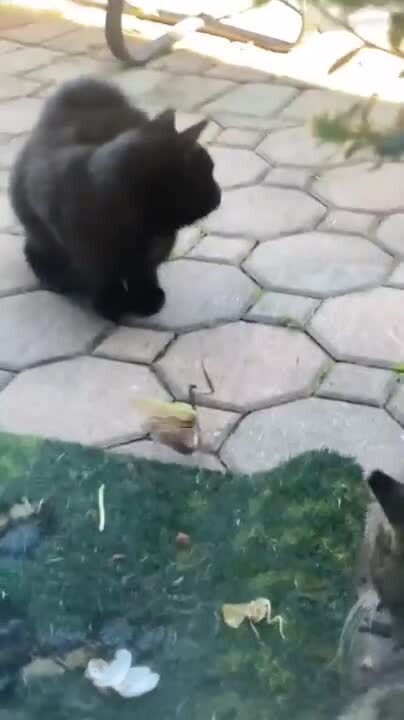 Mantis Fights Two Cats | Jukin Licensing