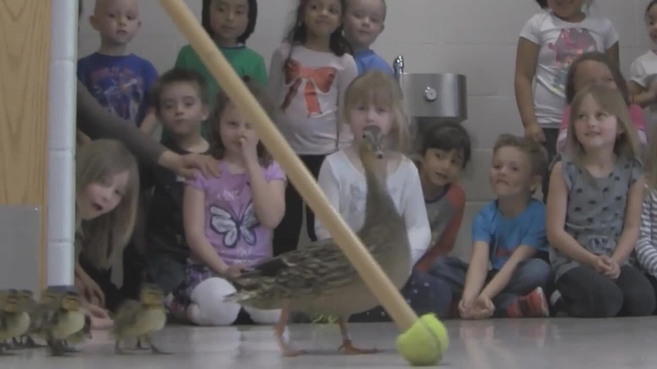 Duck Family Walks Through Halls of School | Jukin Licensing