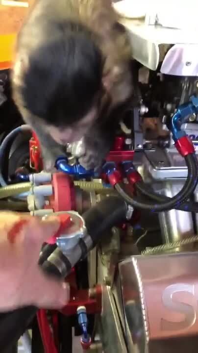 Mechanic Monkey | Jukin Licensing