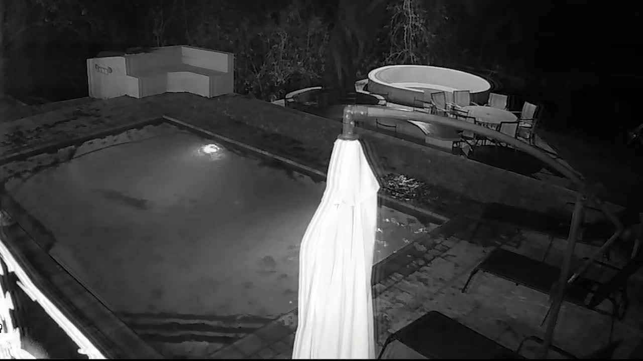 Crocodile Attacks Couple in Private Swimming Pool | Jukin Licensing