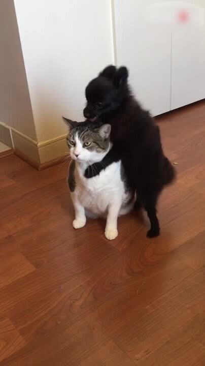 Dog Tries to Excitedly Hump Unbothered Cat | Jukin Licensing