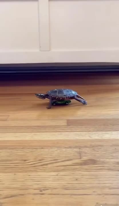 Tortoise Scoots Around the Floor Riding on Tiny Toy Car | Jukin Licensing