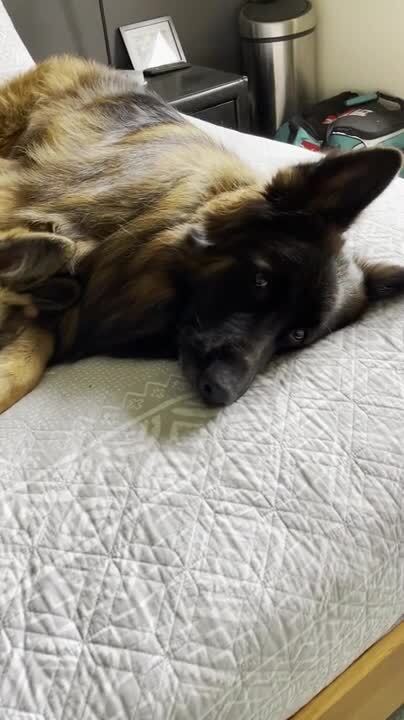 Shepherd Siblings Share Cuddles on Bed | Jukin Licensing