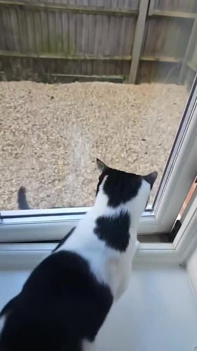 Stray Cat Jumps at Window in Attempt to Fight Pet Cat | Jukin Licensing