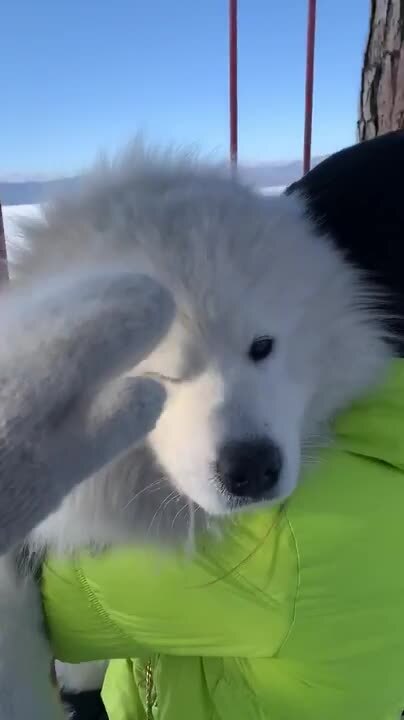 Fluffy Dog Rides Swing | Jukin Licensing