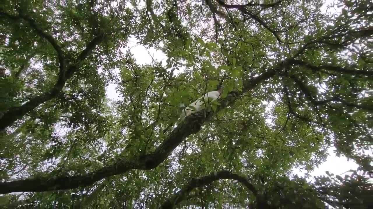 Person Catches Cat Wandering on Tree's Branch | Jukin Licensing