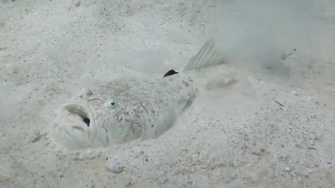 Rare Encounter with Poisonous Stargazer Fish | Jukin Licensing