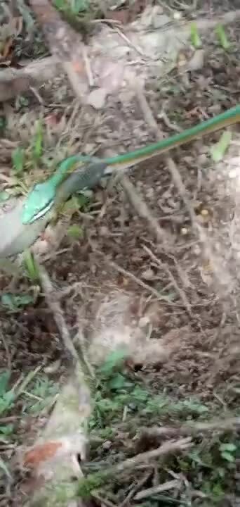 Snake Escapes From Jaws of Lizard | Jukin Licensing