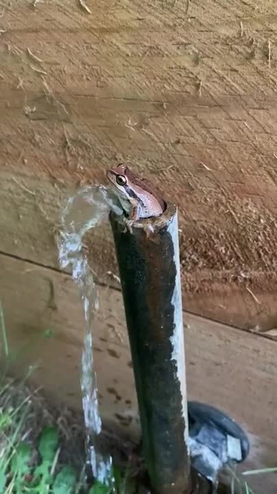 Frog Living in Pumpkin Patch Overflow Pipe | Jukin Licensing