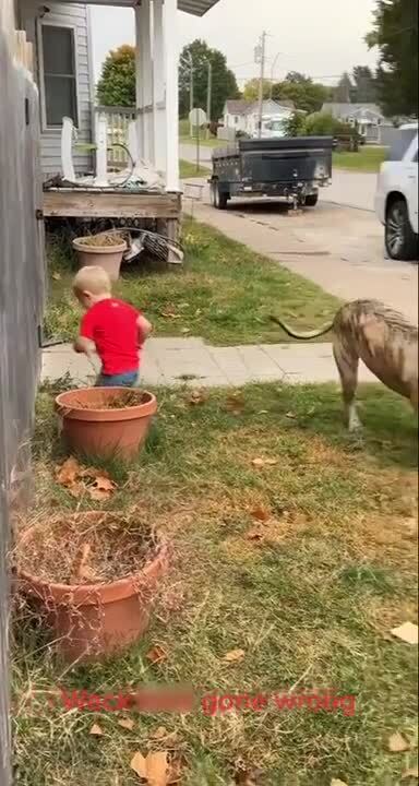 Dog Knocks Over Little Kid While Playing | Jukin Licensing